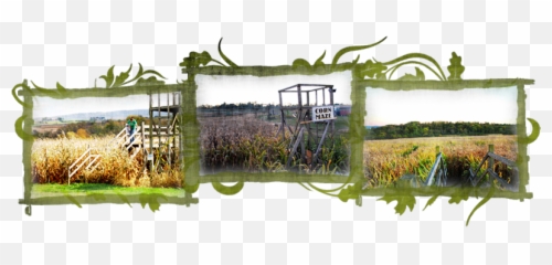 Donnas Corn Maze - Corn Maze Map Png,Corn Field Png - free transparent ...
