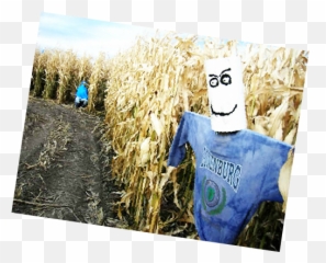 Corn Field - Roblox Bullet Png,Corn Field Png - free transparent png ...