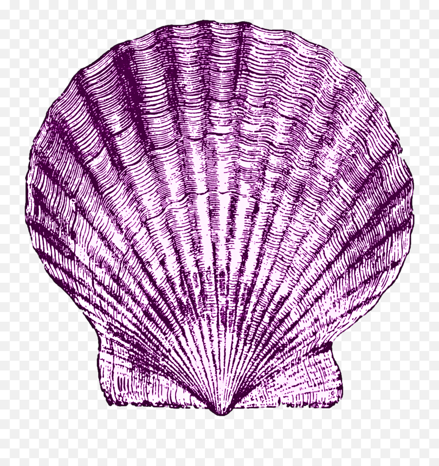 Free Seashell Clipart Transparent Download Clip Art - Purple Shell Png ...