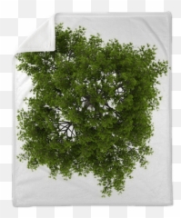 Topiary Png - Trees Top View Png,Tree Top View Png - free transparent ...