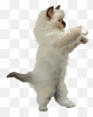 Chibi Miku - Dancing Chibi Cat Gif Full Size Png Download Chibi Hatsune ...