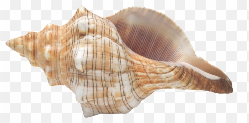 Seashell Png Clipart - Beach Shell Cartoon Png,Sea Shell Png - free ...