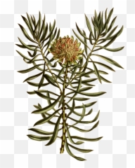 Small Disney Infinity Pine Tree Wiki Fandom - Vertical Png,Small Tree ...