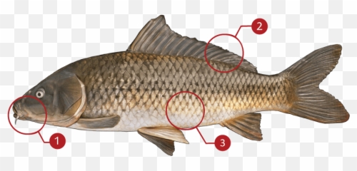 Fish Scales Png - Fish Products,Fish Scales Png - free transparent png ...