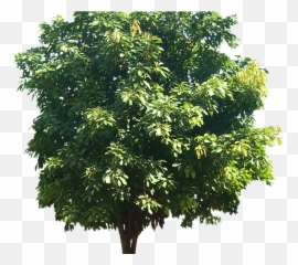 Small Disney Infinity Pine Tree Wiki Fandom - Vertical Png,Small Tree ...