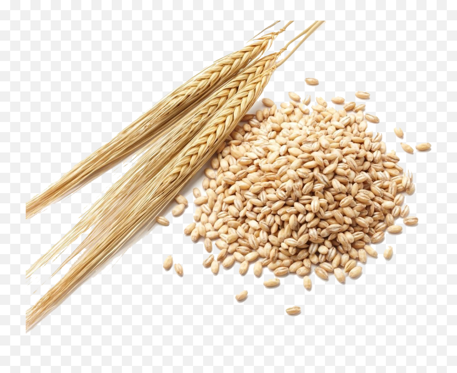 Barley Grain Png Clipart Barely Meaning In Urdu Grains Png Free 