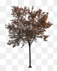 Ockulo Tree My Singing Monsters Wiki Fandom - My Singing Monsters Tree ...