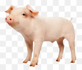 Flying Pig Png - Flying Pig Transparent Clipart Full Size Clipart ...