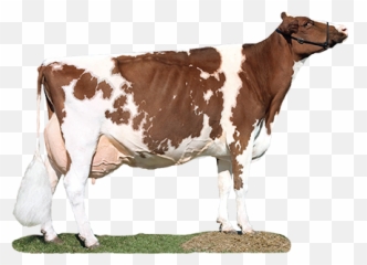 Flying Cow Png Transparent - free transparent png images - pngaaa.com