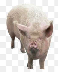 Flying Pig Png - Flying Pig Transparent Clipart Full Size Clipart ...