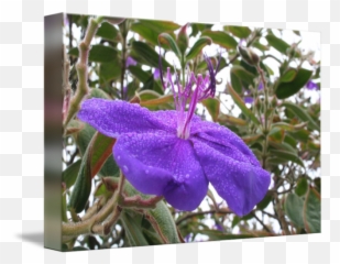 Purple Mist Png - Clip Art,Purple Mist Png - free transparent png ...