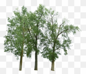 Team Trees - Wikipedia Team Trees Png,Trees Background Png - free ...