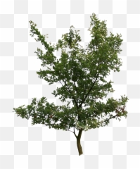 Team Trees - Wikipedia Team Trees Png,Trees Background Png - free ...