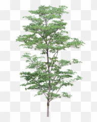 Team Trees - Wikipedia Team Trees Png,Trees Background Png - free ...