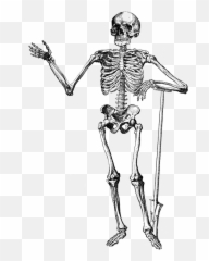 Skeleton Transparent Gif 2 Images - Skeleton Gif No Background Png ...