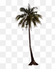 Team Trees - Wikipedia Team Trees Png,Trees Background Png - free ...