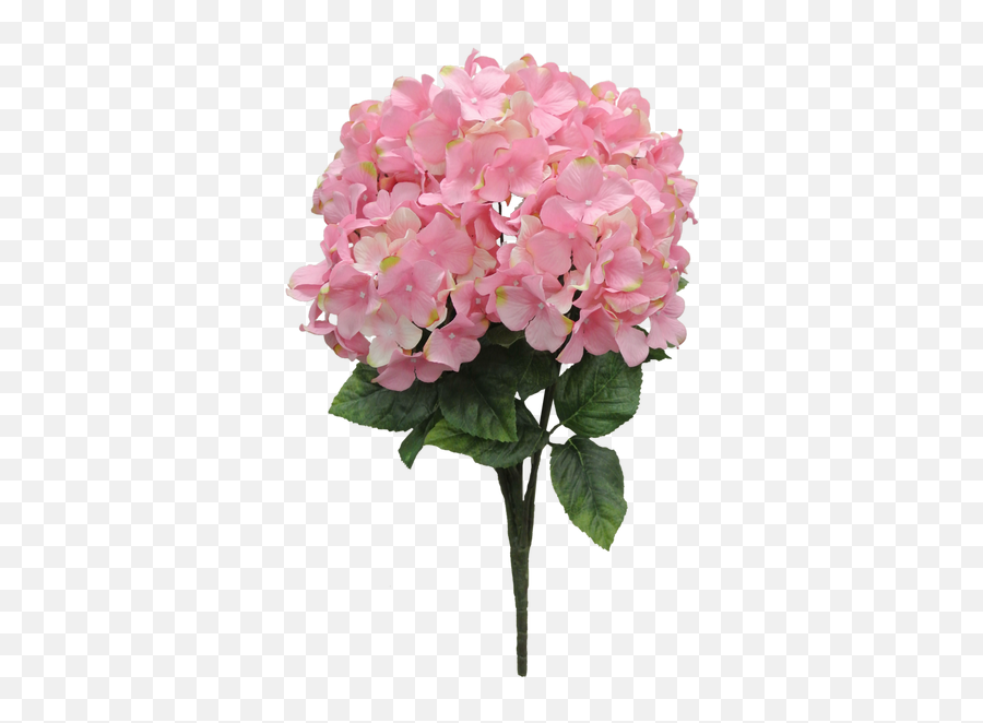 Download Image - Hydrangea Png Image With No Background Imagem Pink ...