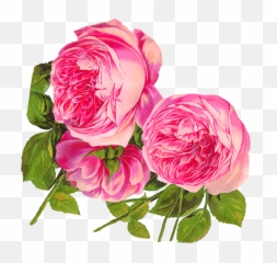 Hot Pink Roses - Hot Pink Rose Transparent Png,Pink Rose Transparent ...