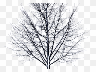 Team Trees - Wikipedia Team Trees Png,Trees Background Png - free ...