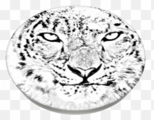 Snow Leopard Fedora Roblox Wikia Fandom - Snow Leopard Fedora Roblox ...