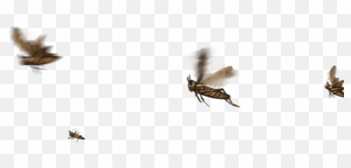 Flyquest - Leaguepedia League Of Legends Esports Wiki Flyquest Esports ...