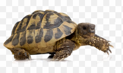 Turtle Icon - Snapping Turtle Clip Art Png,Turtle Png - free ...