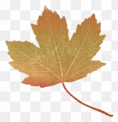Gold Leaf - Gold Leaf Osrs Png,Gold Leaves Png - free transparent png ...