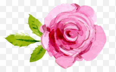 Hot Pink Roses - Hot Pink Rose Transparent Png,Pink Rose Transparent ...