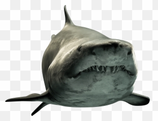 Basking Shark Alberni Charters - Basking Shark On White Background Png ...