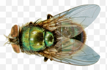 Download Fly Png Free - Transparent Flies Png,Fly Png - free ...