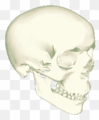 Skeleton Transparent Gif 2 Images - Skeleton Gif No Background Png ...