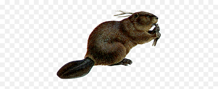 Stomping Your Belly Beaver Transparent Background 47737 - Beaver Png ...