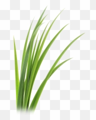 Fake Grass Png Transparent Picture Mart - Artificial Grass Png,Grass ...