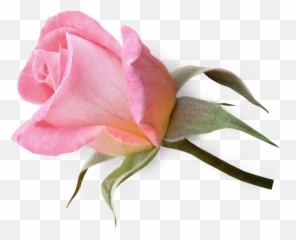 Hot Pink Roses - Hot Pink Rose Transparent Png,Pink Rose Transparent ...