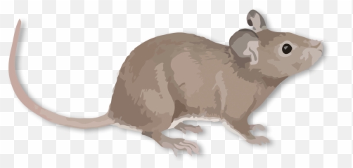 Lab Rat Png - Rodent Injection Cone Rat 2515073 Vippng Tail Vein ...