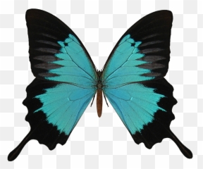 Butterfly Animation Png 2 Image - Butterflies Flying Gif Png,Blue ...