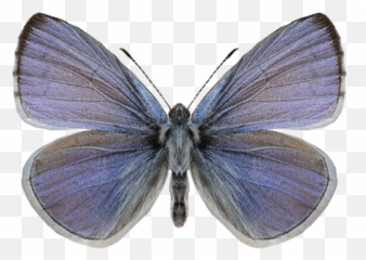 Butterfly Animation Png 2 Image - Butterflies Flying Gif Png,Blue ...