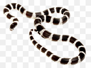 Download Scary Snake Clipart - Clipart Of A Snake Png,Snake Transparent ...