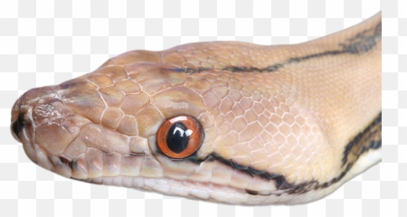 Snake Eyes - Clip Art Snake Eyes Png,Snake Eye Png - free transparent ...