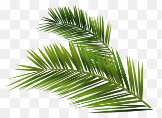 Palm Leaf - Osrs Wiki Parlm Leaf Png,Palm Tree Leaves Png - free ...