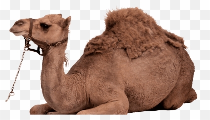 Camel Gif Animated Film Giphy - Camel Png Download Animated Gif Camel ...
