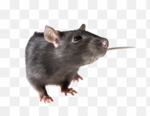 Rat Png Transparent Images - Rat Png,Rat Transparent - free transparent ...