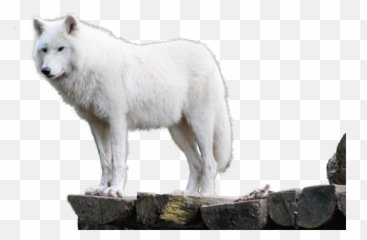 Capitoline Wolf Of Roman Kingdom - Romulus And Remus Png,Wolf Png ...