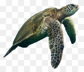 Sea Turtle Transparent Image - Transparent Crush Finding Nemo Png,Sea ...