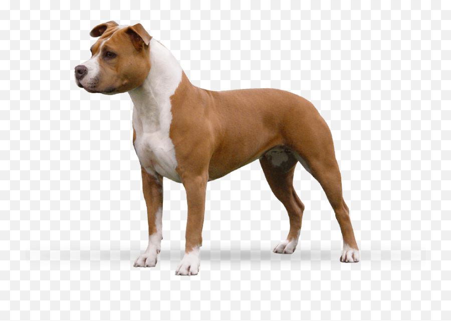 Nala - American Staffordshire Terrier Side Png,Nala Png - free ...