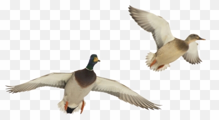 Download Aflac Duck Png - Aflac Duck Transparent,Duck Png - free ...