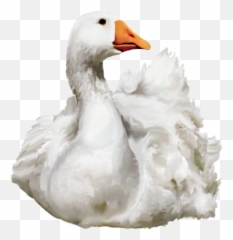 Aflac Duck Png Hd - Aflac Duck Png,Duck Png - free transparent png ...