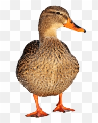 Download Aflac Duck Png - Aflac Duck Transparent,Duck Png - free ...