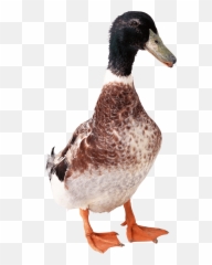 Aflac Duck Png Hd - Aflac Duck Png,Duck Png - free transparent png ...