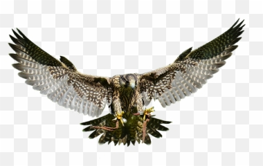 Fortnite Falcon Glider Legendary - Fortnite Skins Fortnite Falcon Png ...